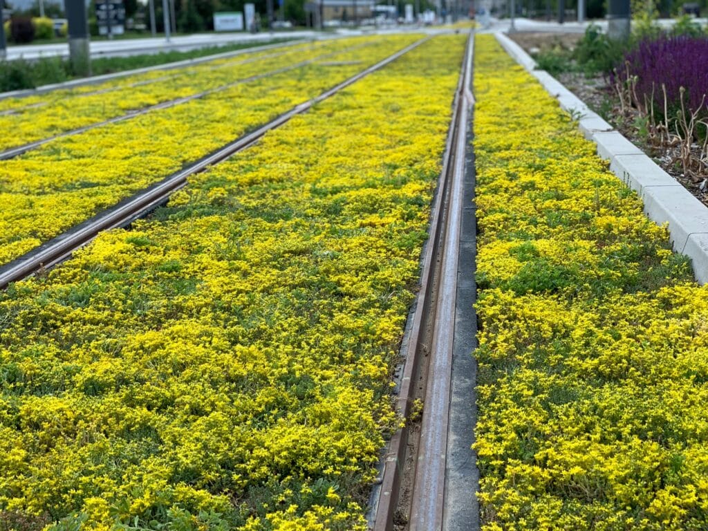 Lightweight green roofs - Sempergreen AU